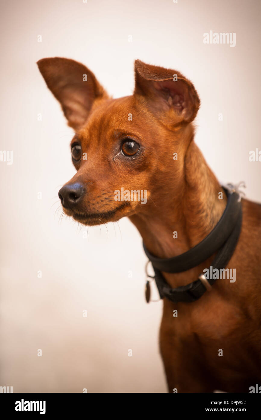 Red miniature pinscher hi-res stock photography and images - Alamy