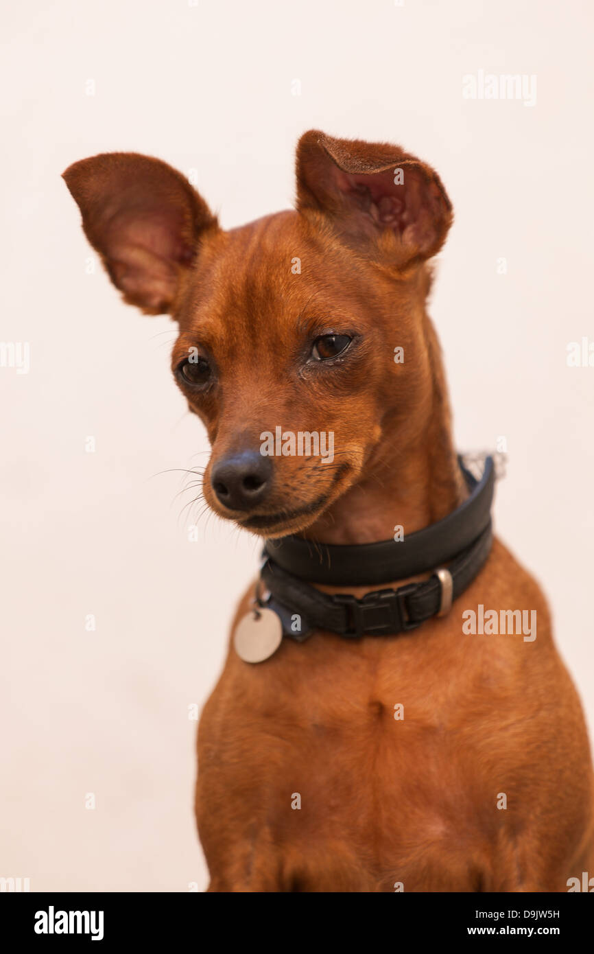 Portrait of a miniature red pinscher Stock Photo - Alamy