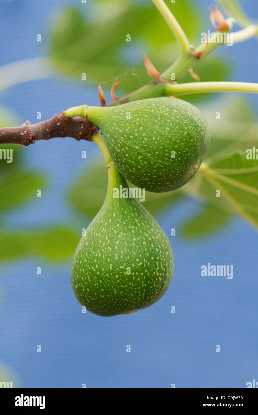 Ficus carica 'excel'. Developing Fig fruit on a tree Stock Photo - Alamy