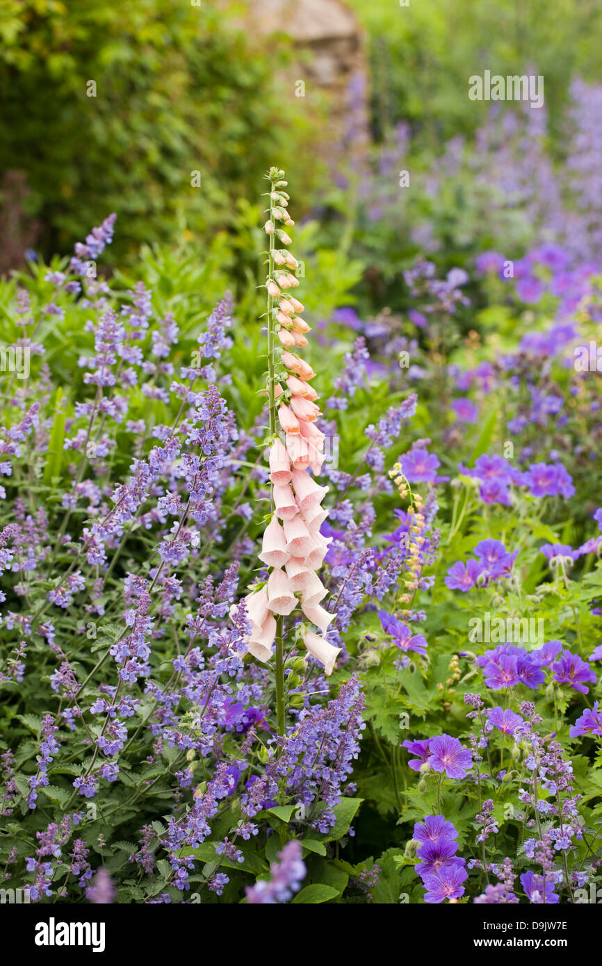 Foxglove uk garden hi-res stock photography and images - Alamy
