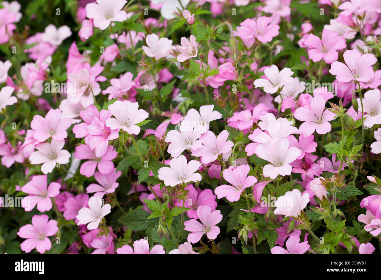 A mass of pink geranium cranesbill in an English cottage garden, UK ...