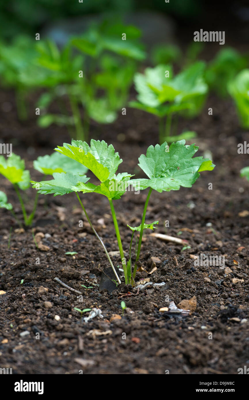 Parsnip Leaves Root High Resolution Stock Photography and Images - Alamy