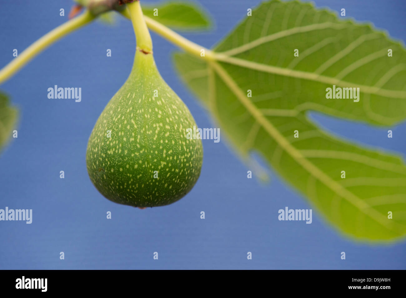 Fig excel hi-res stock photography and images - Alamy