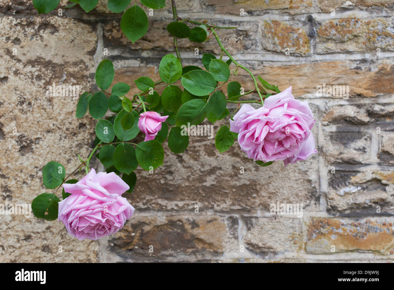 Climbing rose wall hi-res stock photography and images - Alamy