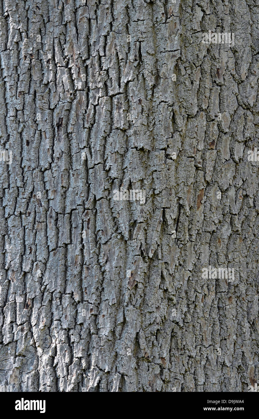 English oak bark hi-res stock photography and images - Alamy