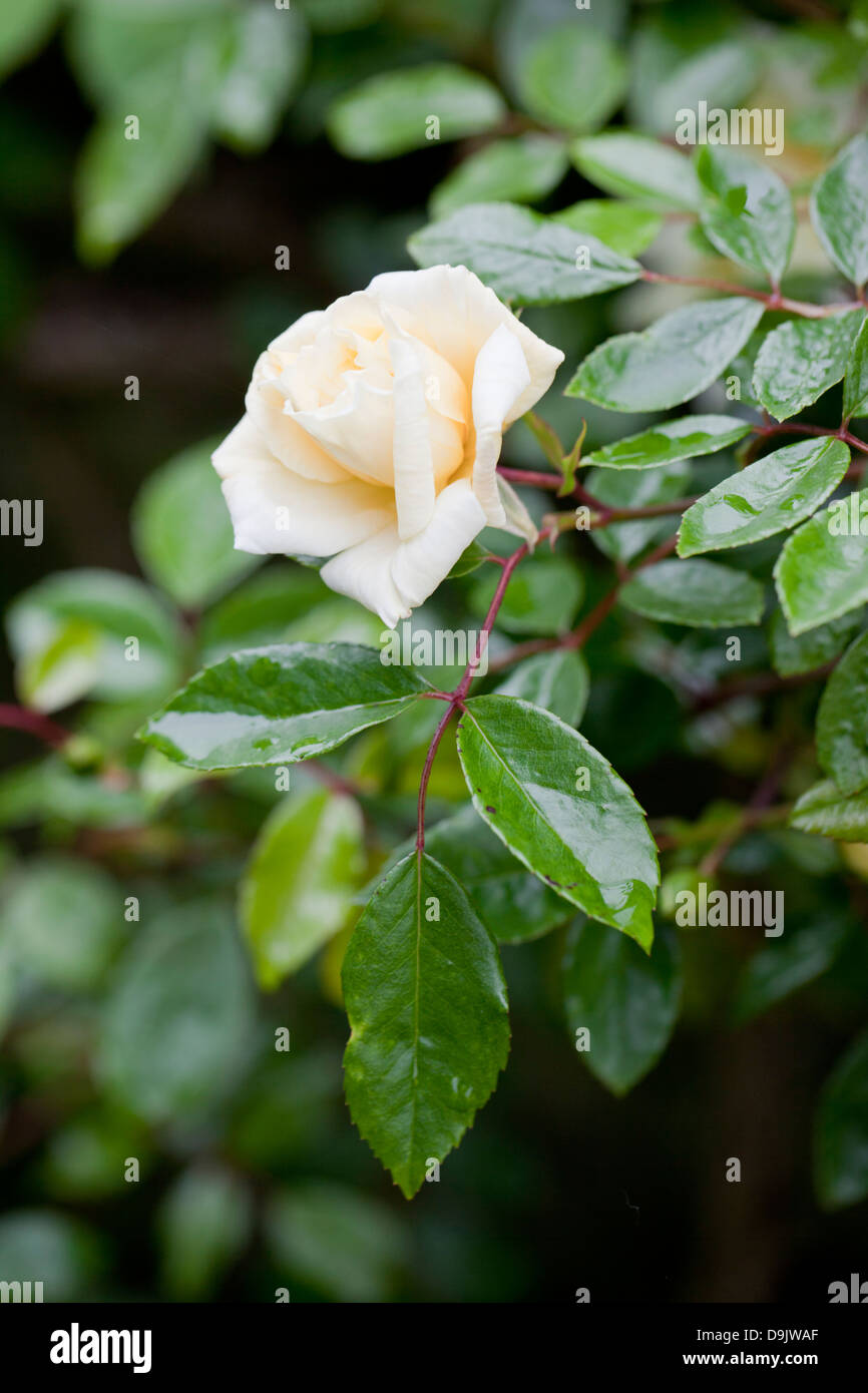 Close up of a pretty rose bud taken after rainfall Stock Photo - Alamy