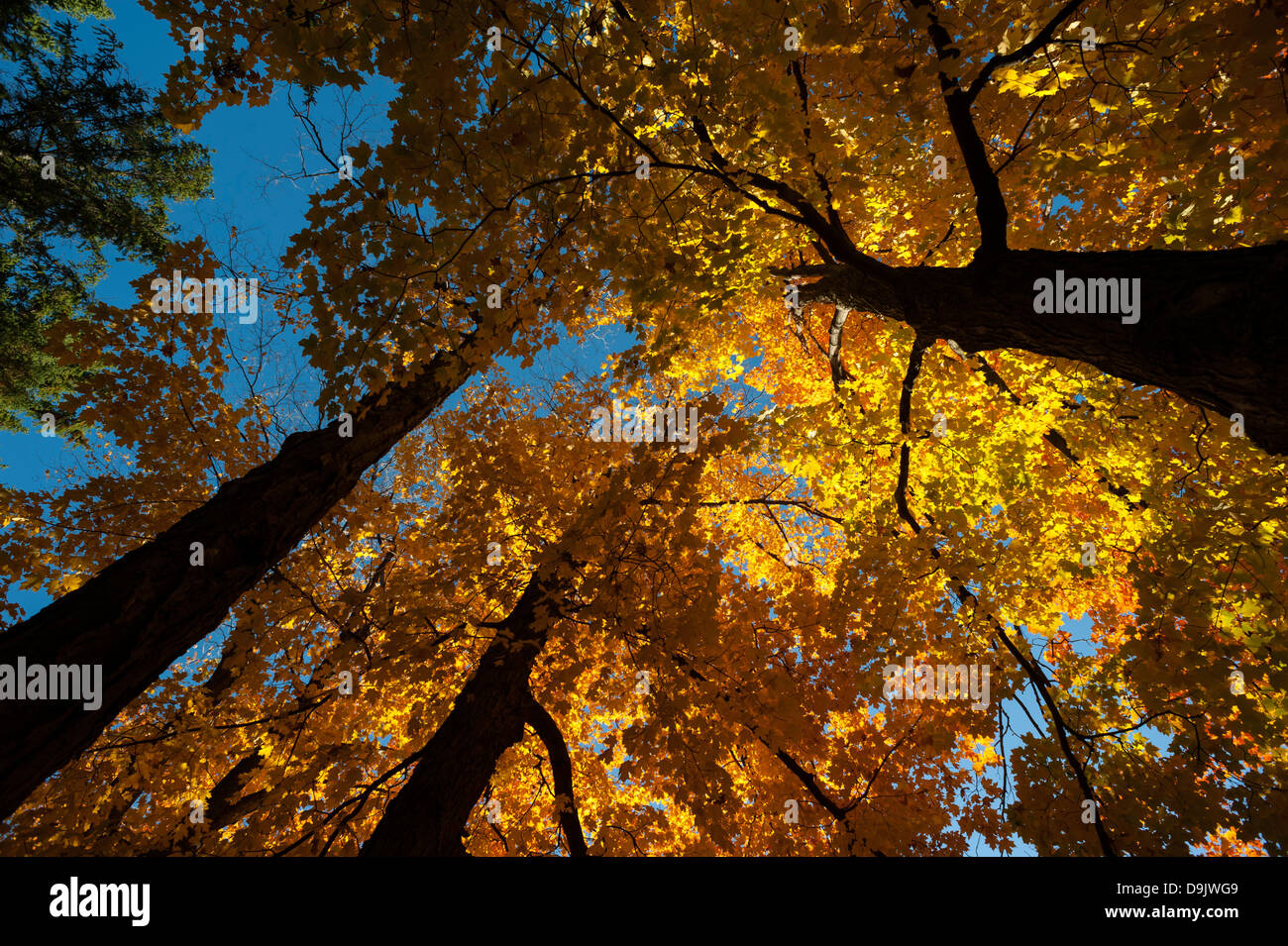 Fall Colours of Ontario, Canada Stock Photo - Alamy