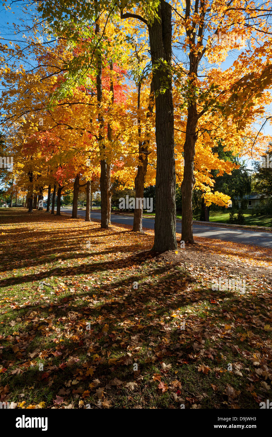 Fall Colours of Ontario, Canada Stock Photo - Alamy