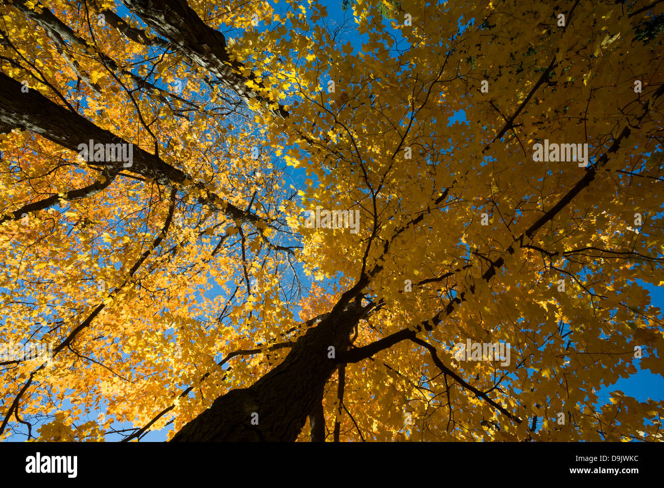 Fall Colours of Ontario, Canada Stock Photo - Alamy