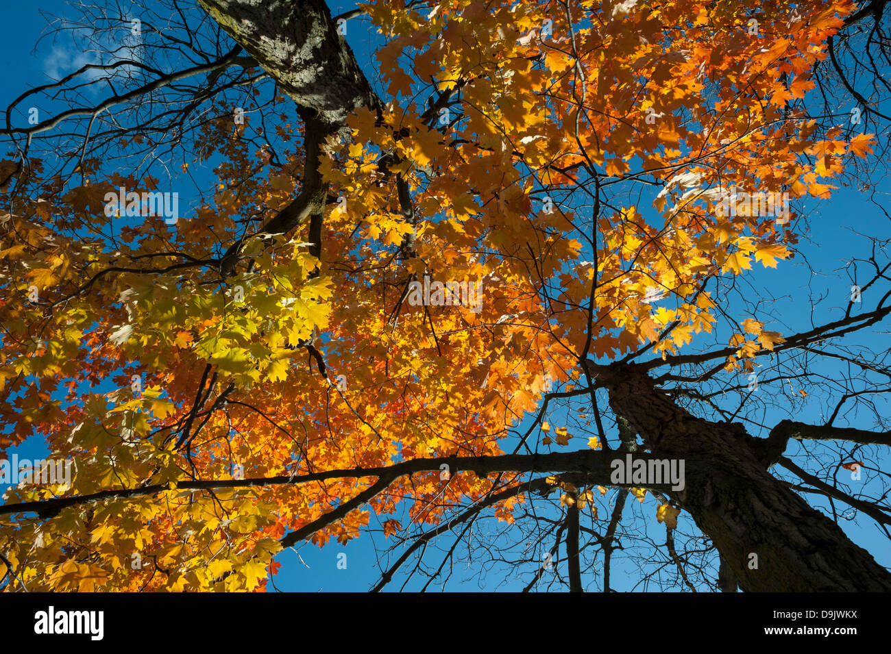 Fall Colours of Ontario, Canada Stock Photo - Alamy