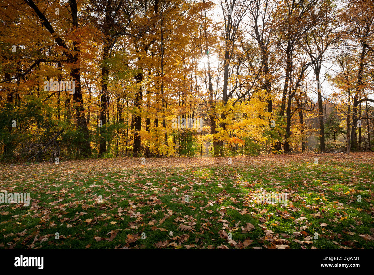 Fall Colours of Ontario, Canada Stock Photo - Alamy
