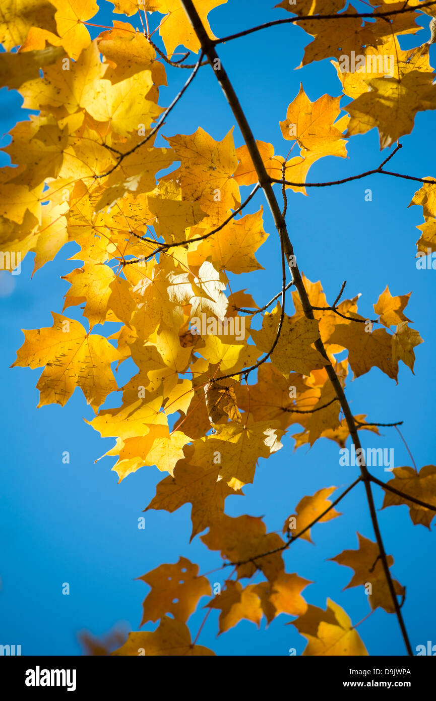 Fall Colours of Ontario, Canada Stock Photo - Alamy