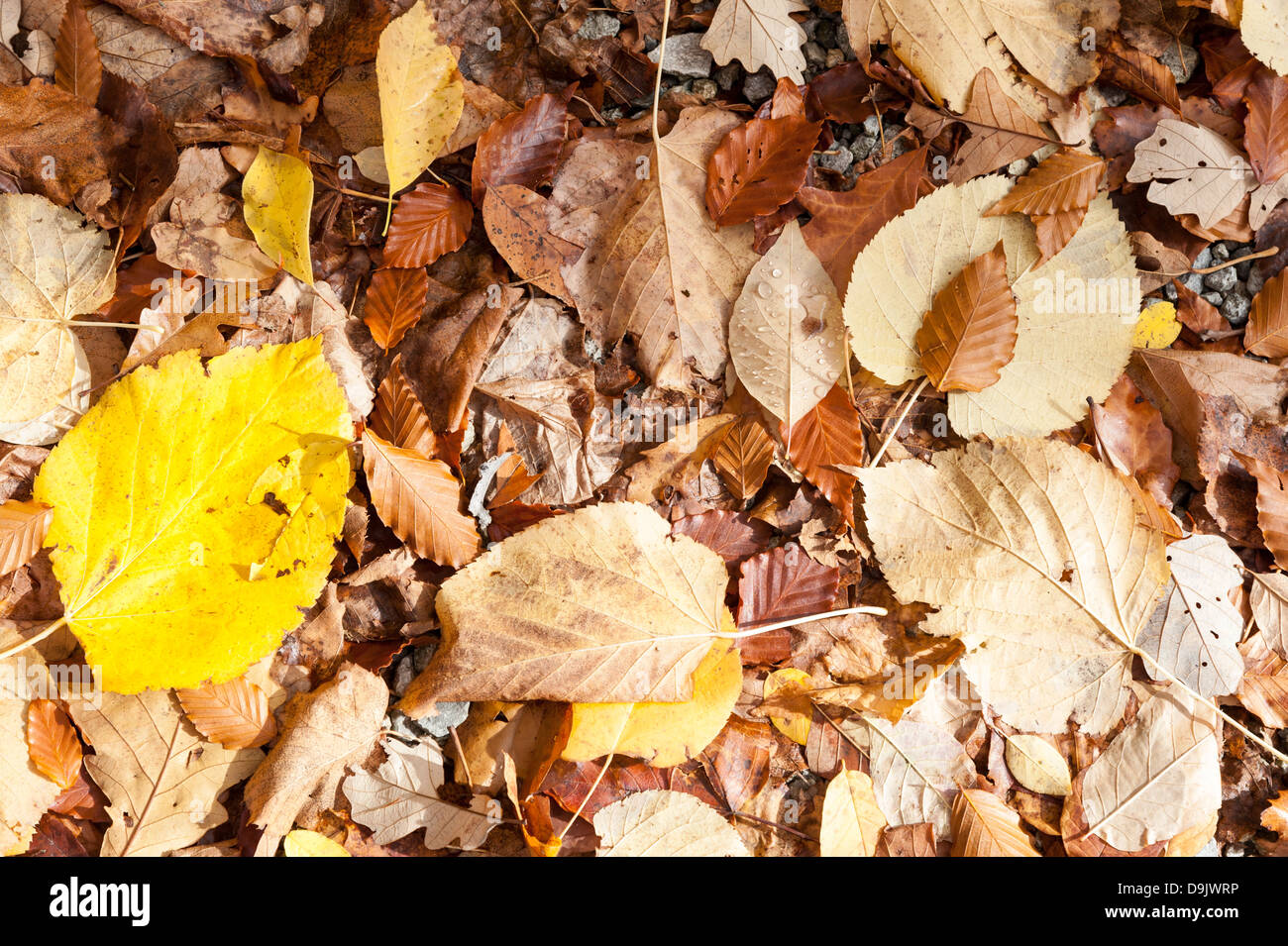 Fall Colours of Ontario, Canada Stock Photo - Alamy