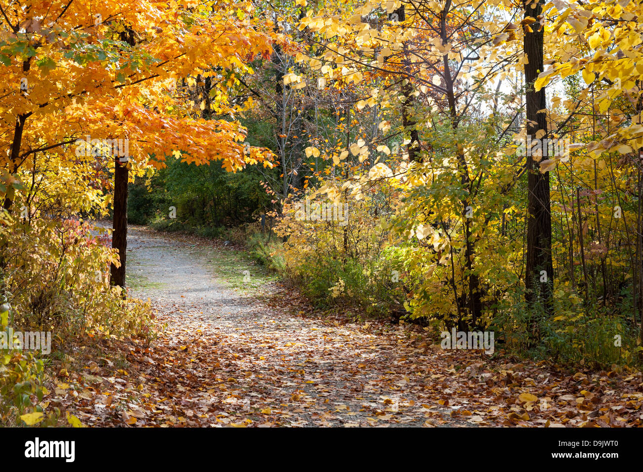 Fall Colours of Ontario, Canada Stock Photo - Alamy
