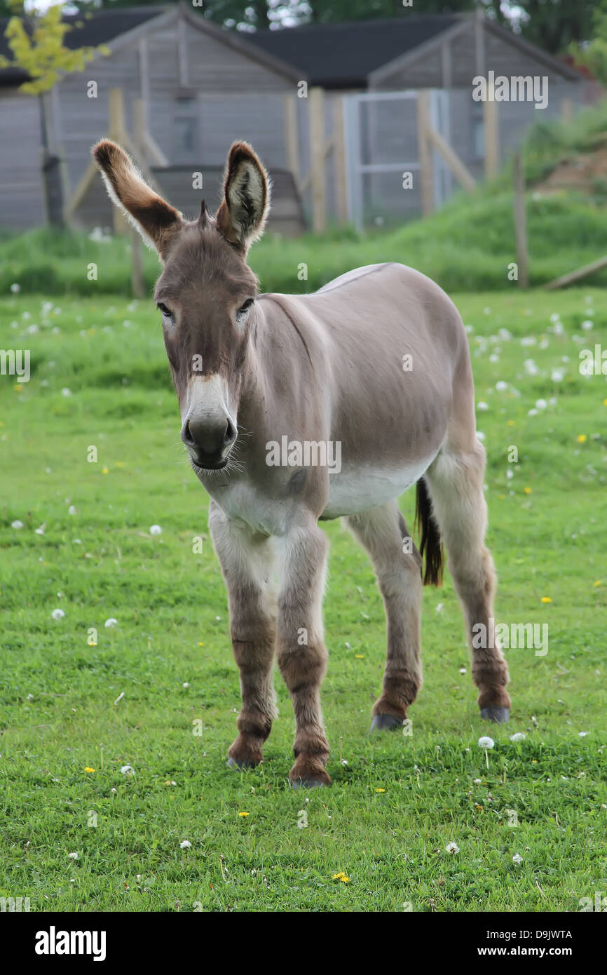 Donkey looking to camera hi-res stock photography and images - Alamy
