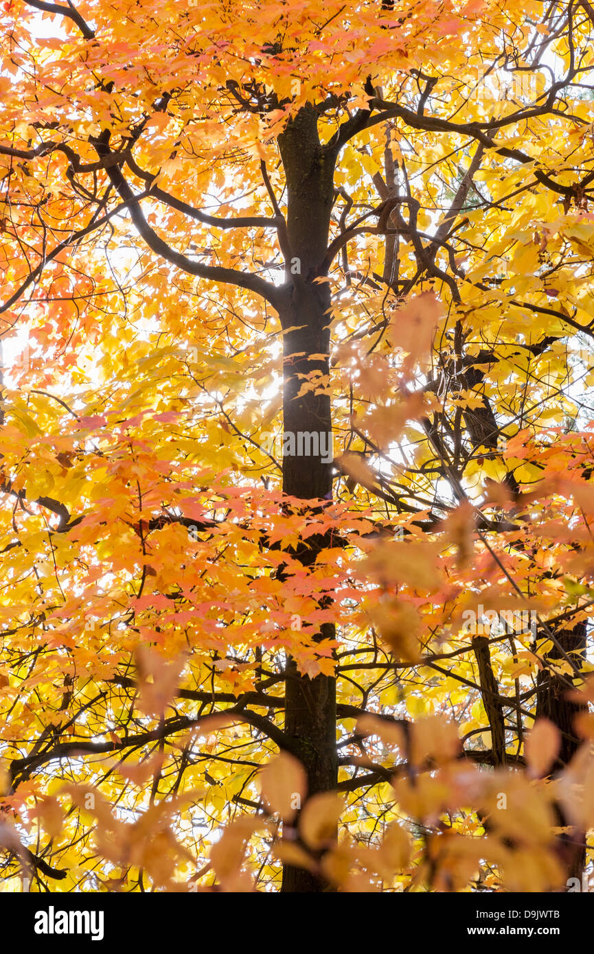 Fall Colours of Ontario, Canada Stock Photo - Alamy