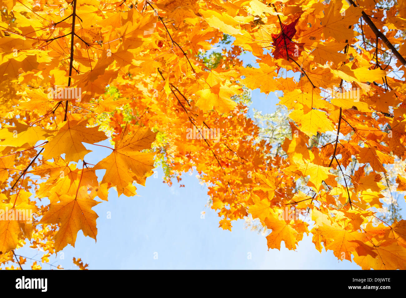 Fall Colours of Ontario, Canada Stock Photo - Alamy