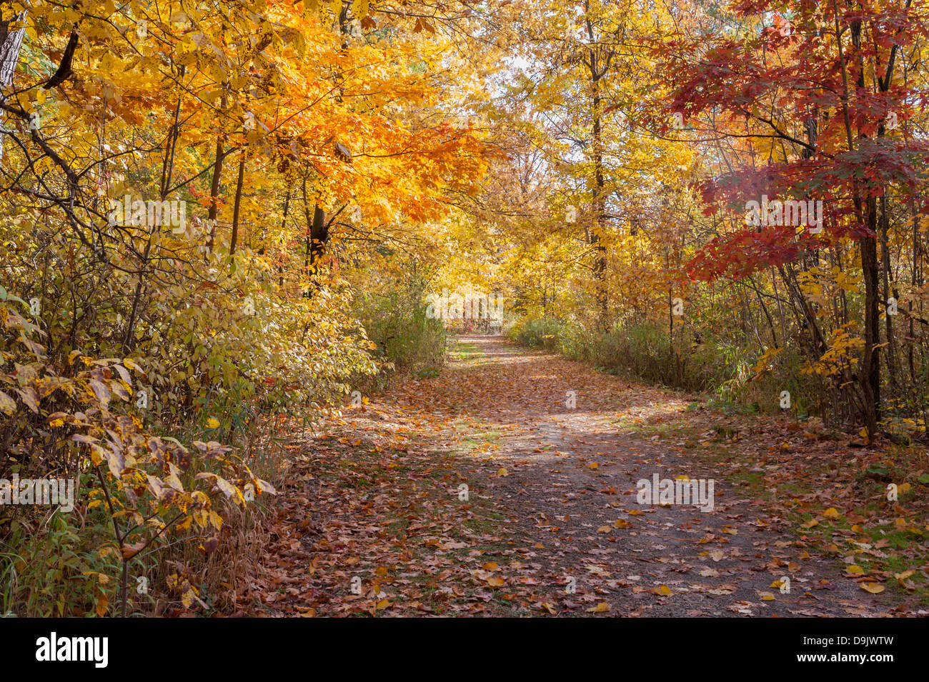 Fall Colours of Ontario, Canada Stock Photo - Alamy