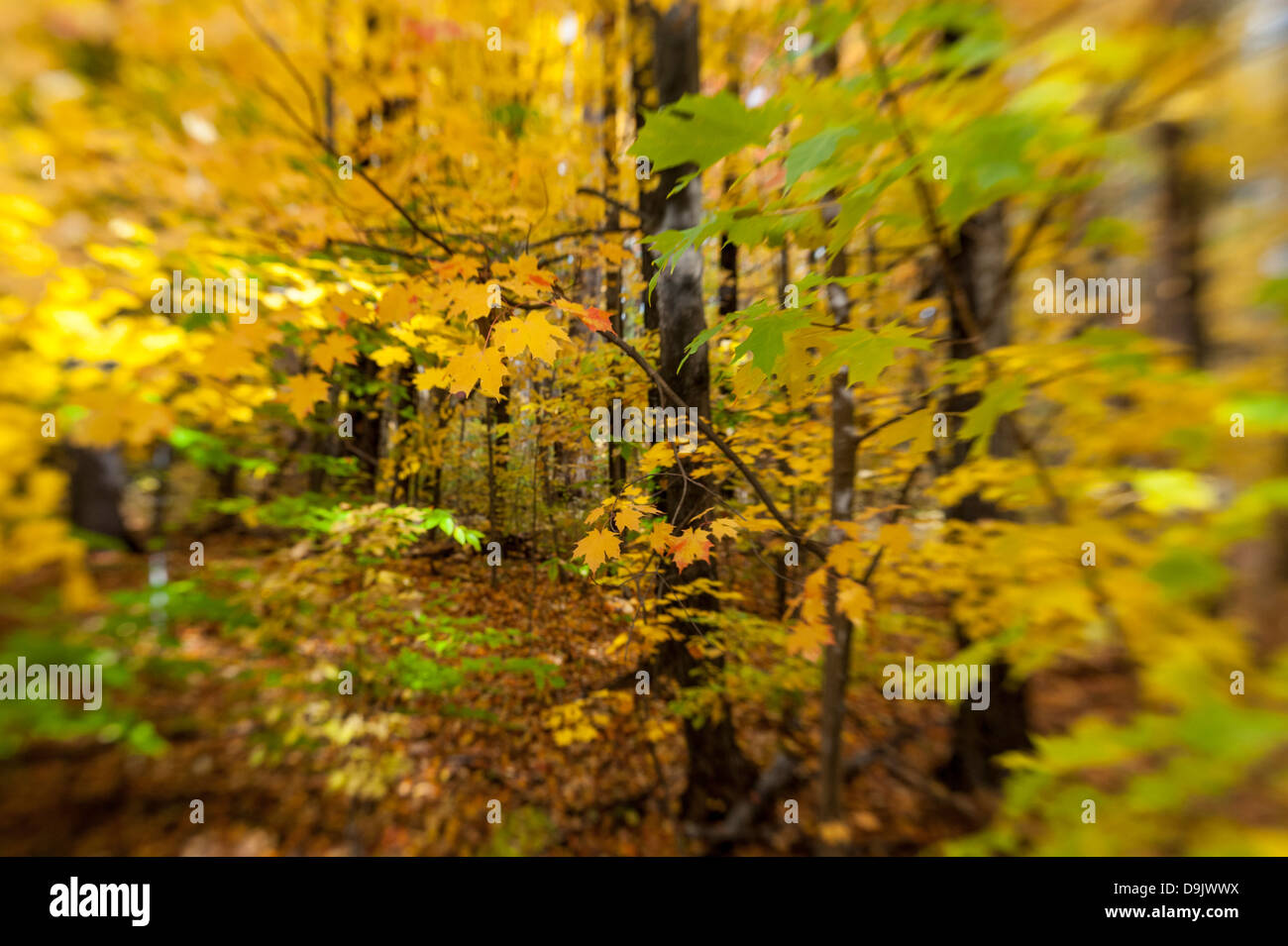 Fall Colours of Ontario, Canada Stock Photo - Alamy