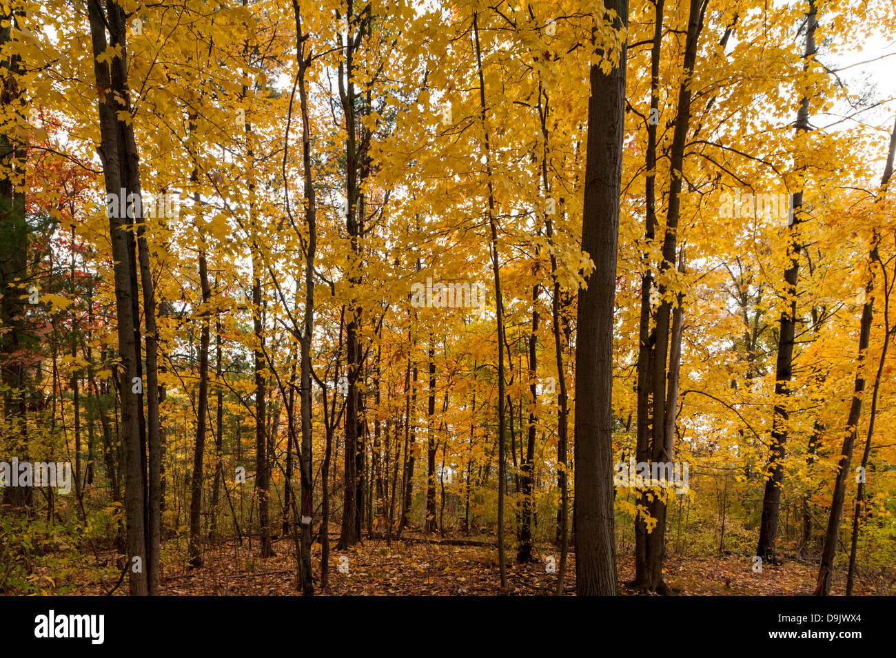 Fall Colours of Ontario, Canada Stock Photo - Alamy