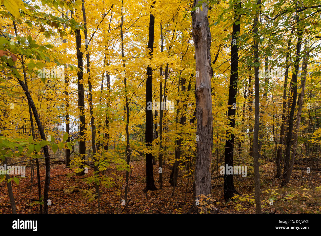 Fall Colours of Ontario, Canada Stock Photo - Alamy