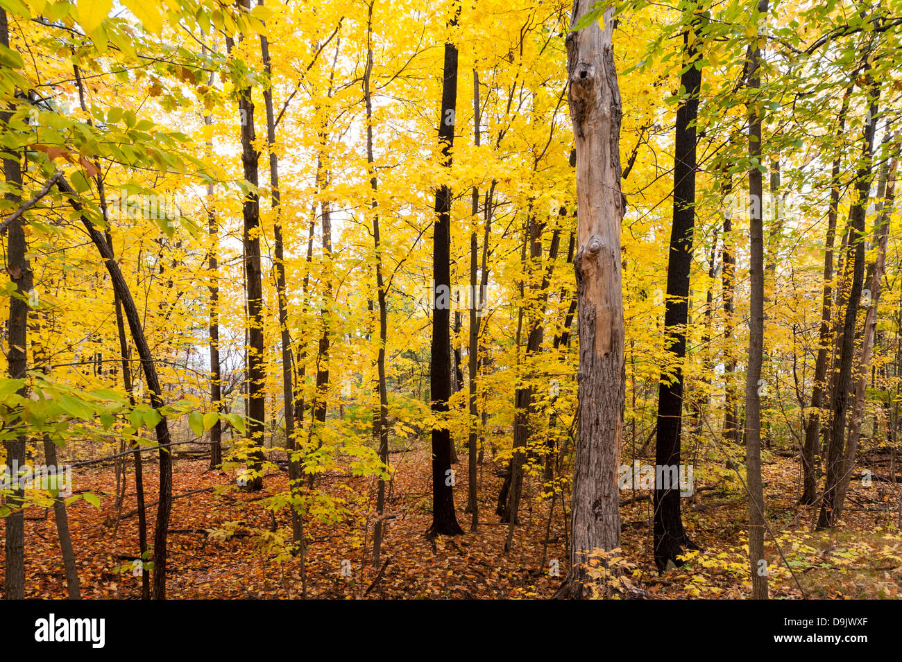 Fall Colours of Ontario, Canada Stock Photo - Alamy