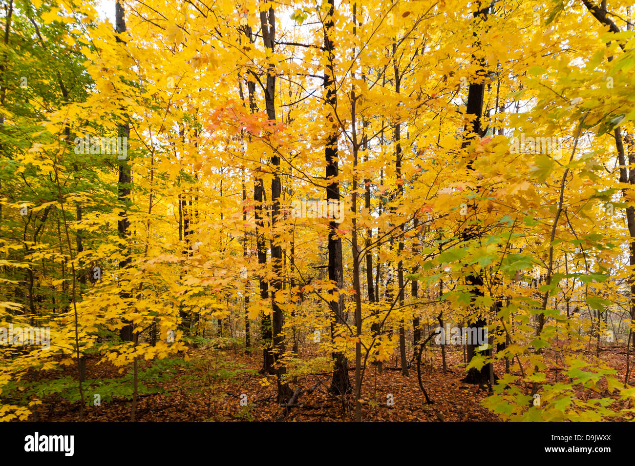 Fall Colours of Ontario, Canada Stock Photo - Alamy