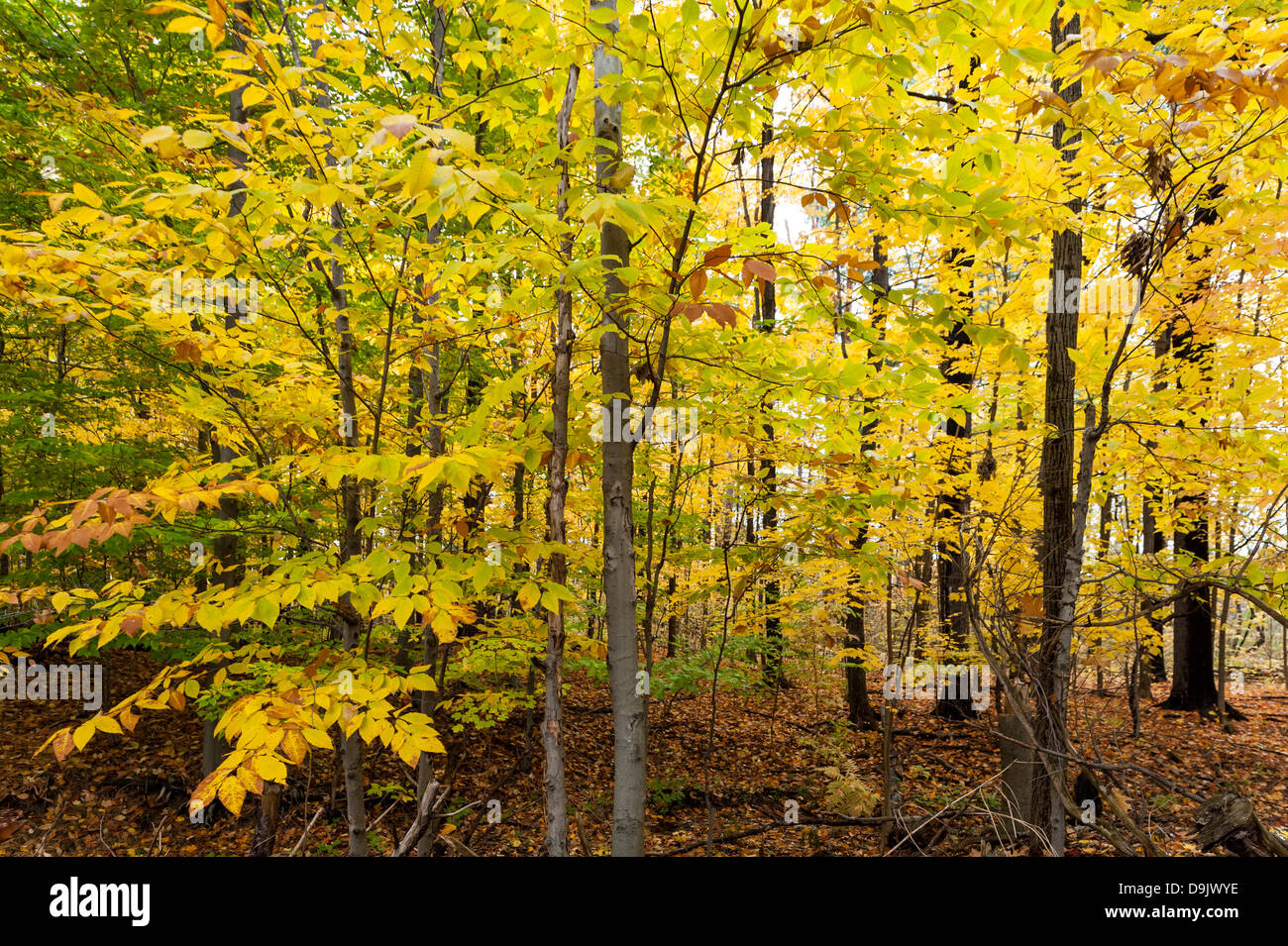 Fall Colours of Ontario, Canada Stock Photo - Alamy