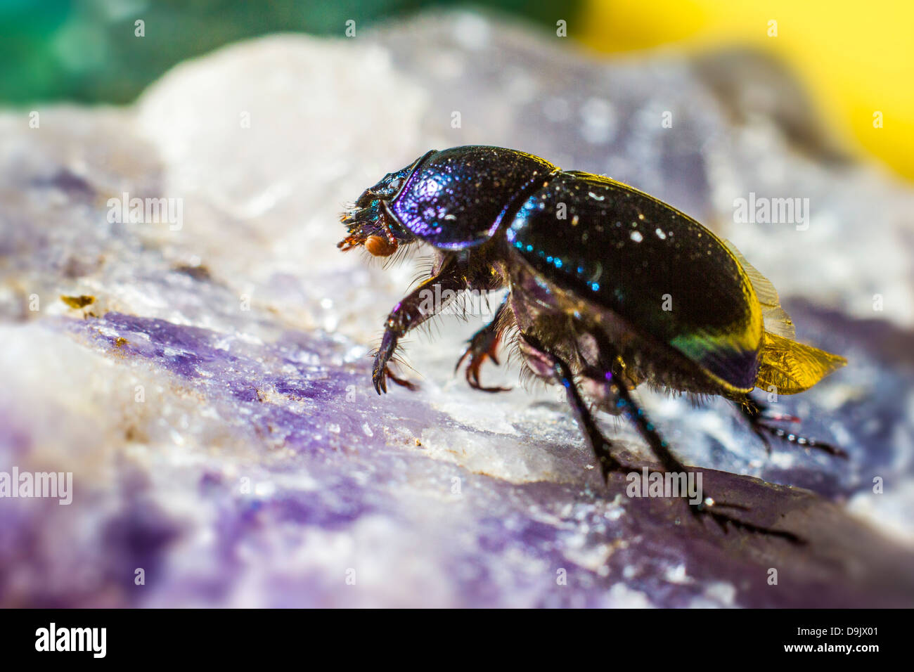 The common forest beetle Stock Photo - Alamy