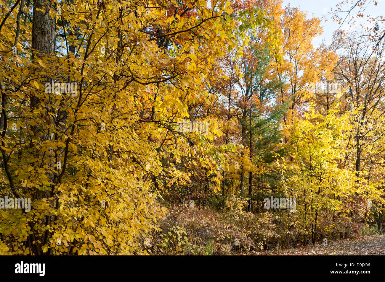 Fall Colours of Ontario, Canada Stock Photo - Alamy
