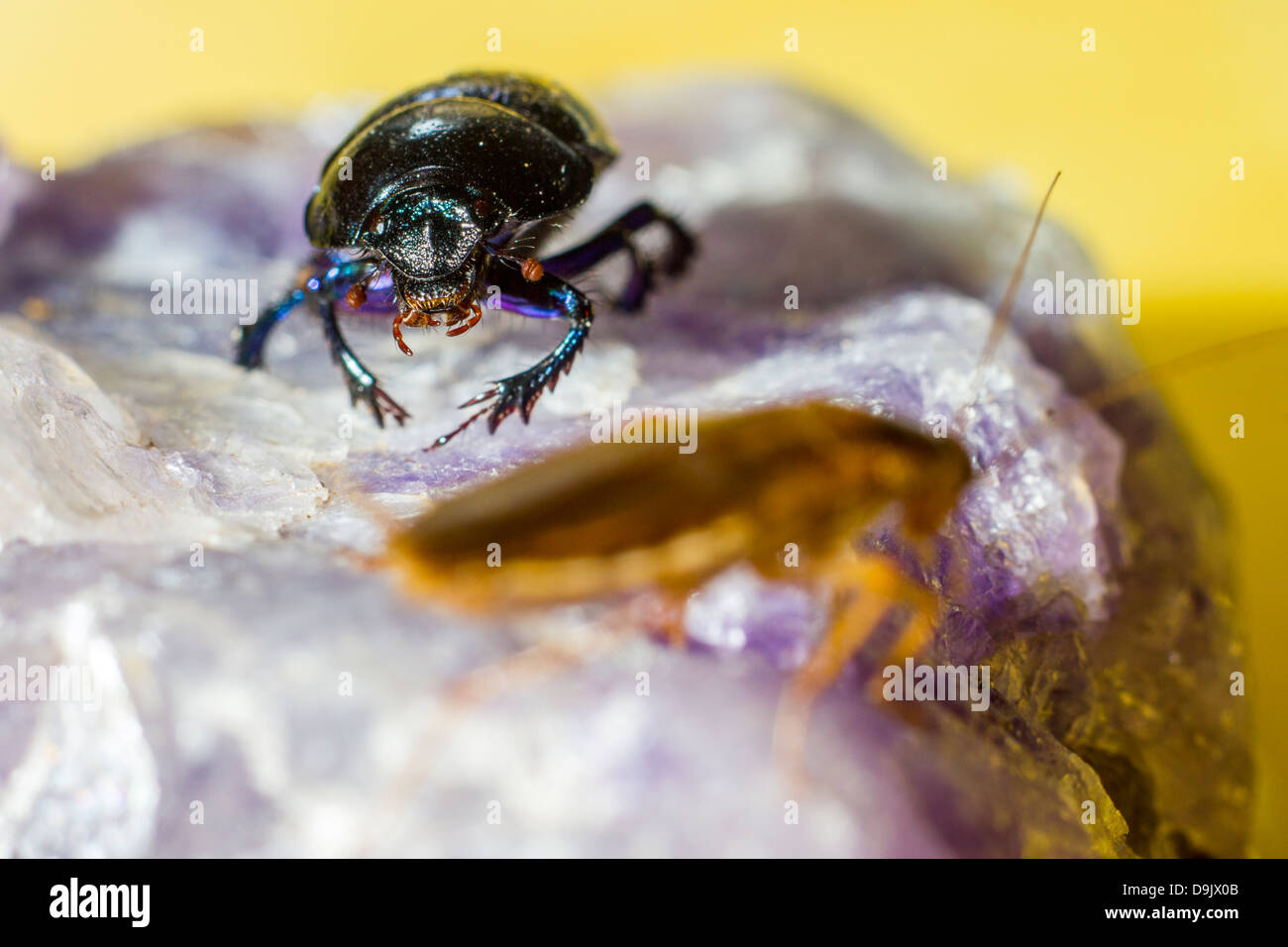 German cockroach (Blattella germanica) and beetle Stock Photo - Alamy