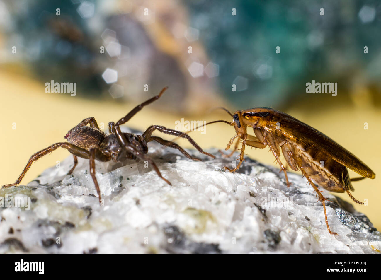 German cockroach (Blattella germanica) attacking spider Stock Photo - Alamy