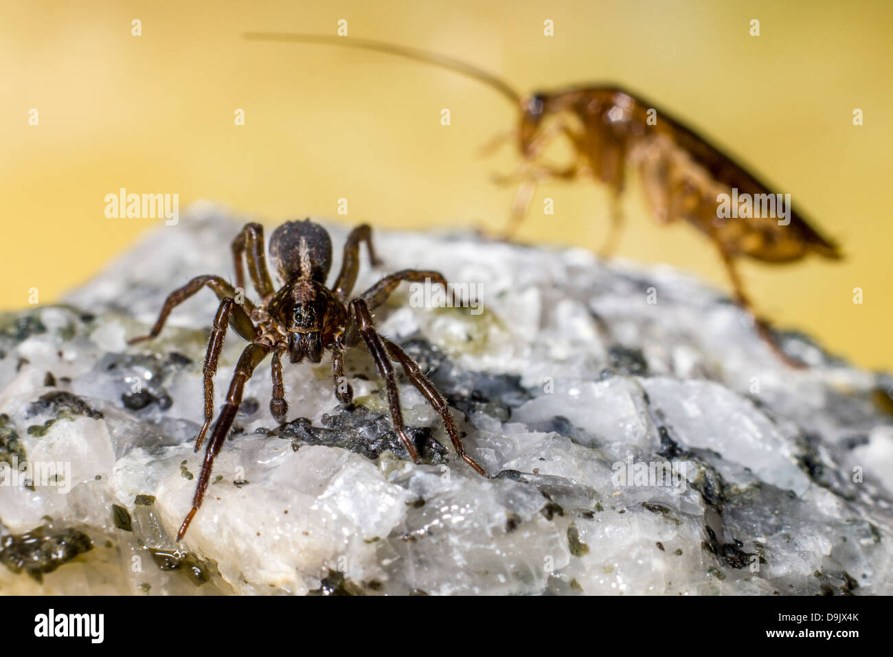 German cockroach (Blattella germanica) attacking spider Stock Photo - Alamy
