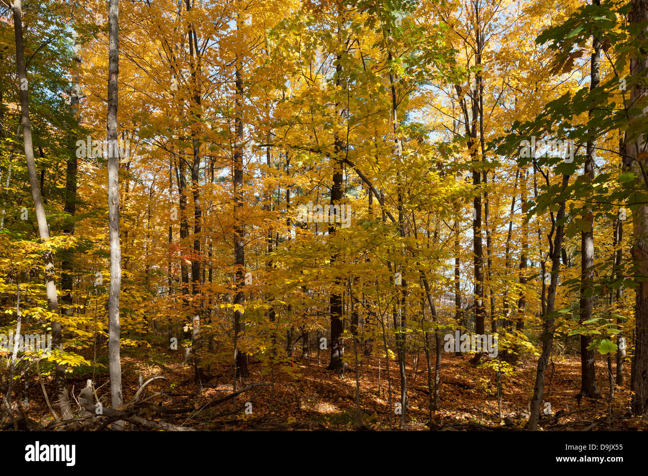 Fall Colours of Ontario, Canada Stock Photo - Alamy