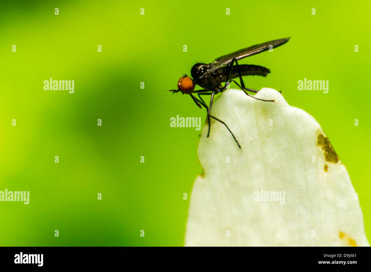 Portrait of a fly Stock Photo - Alamy