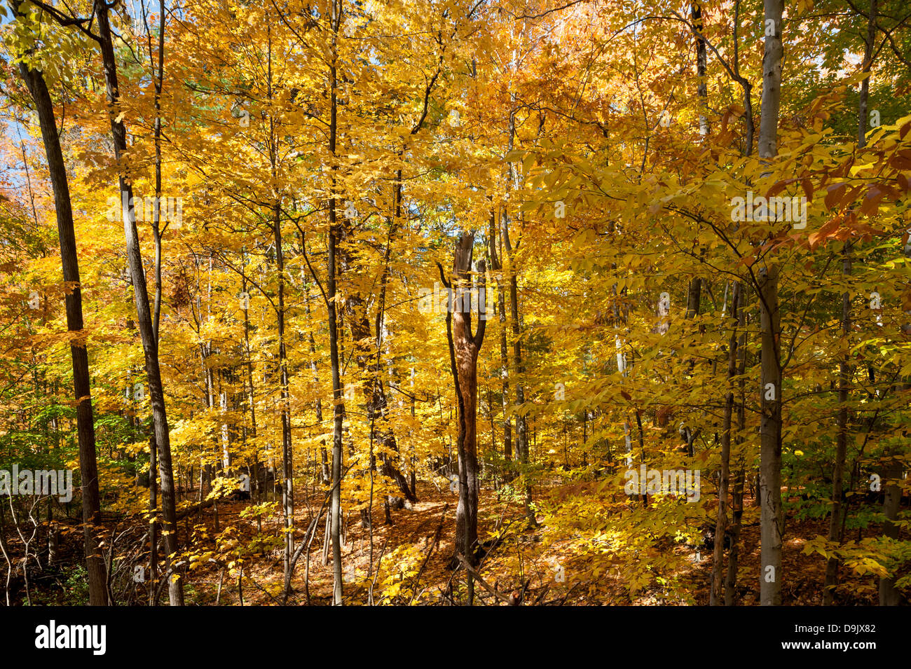 Fall Colours of Ontario, Canada Stock Photo - Alamy