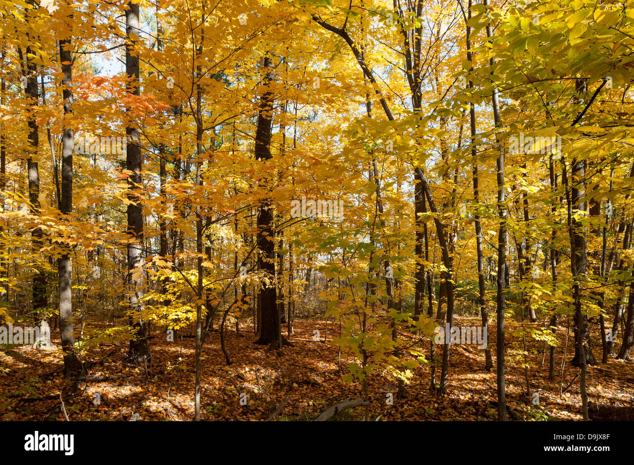 Fall Colours of Ontario, Canada Stock Photo - Alamy