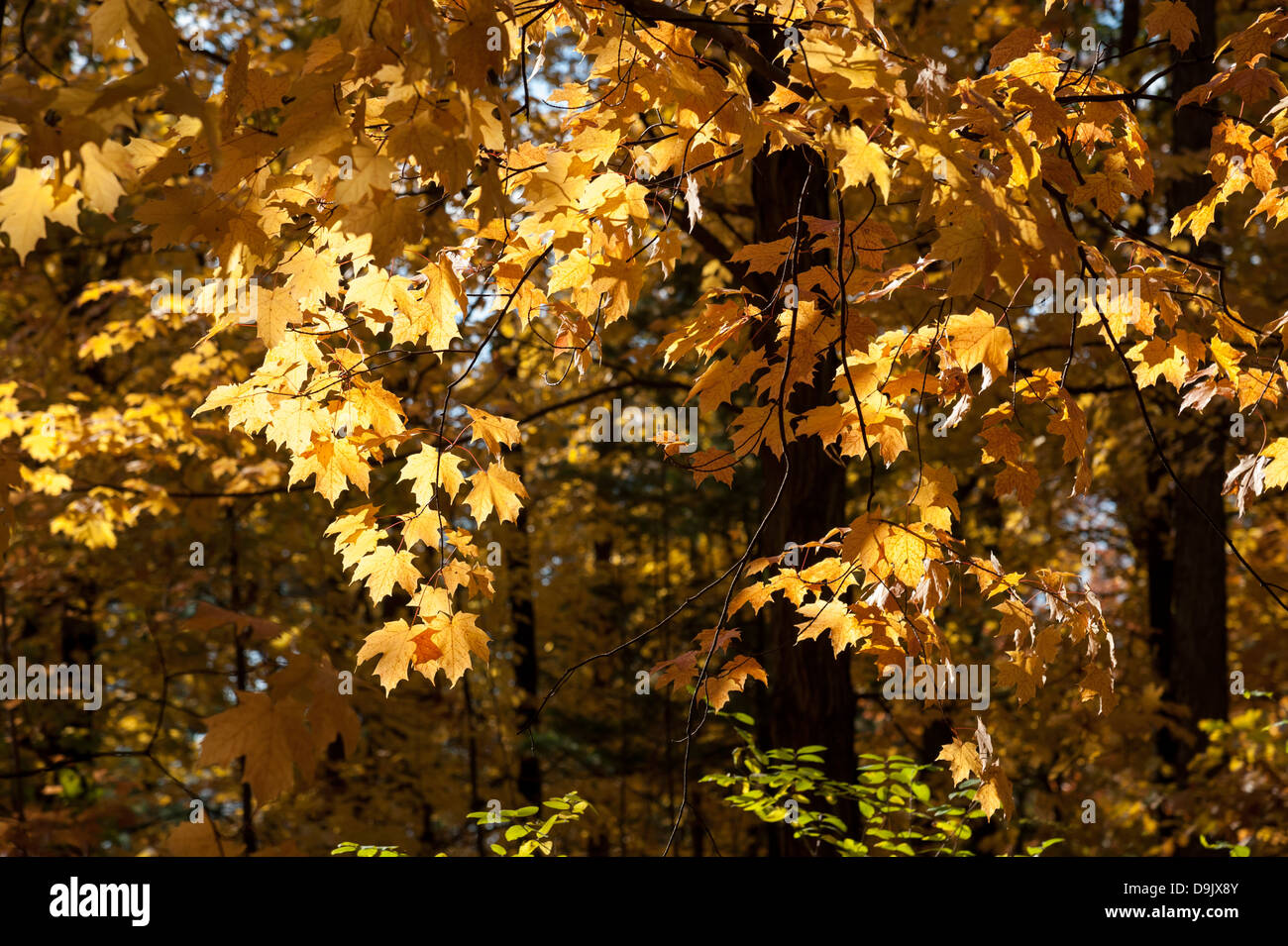 Fall Colours of Ontario, Canada Stock Photo - Alamy