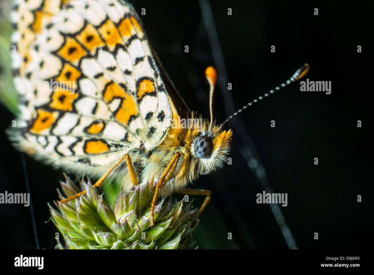 Portrait of a butterfly Stock Photo - Alamy