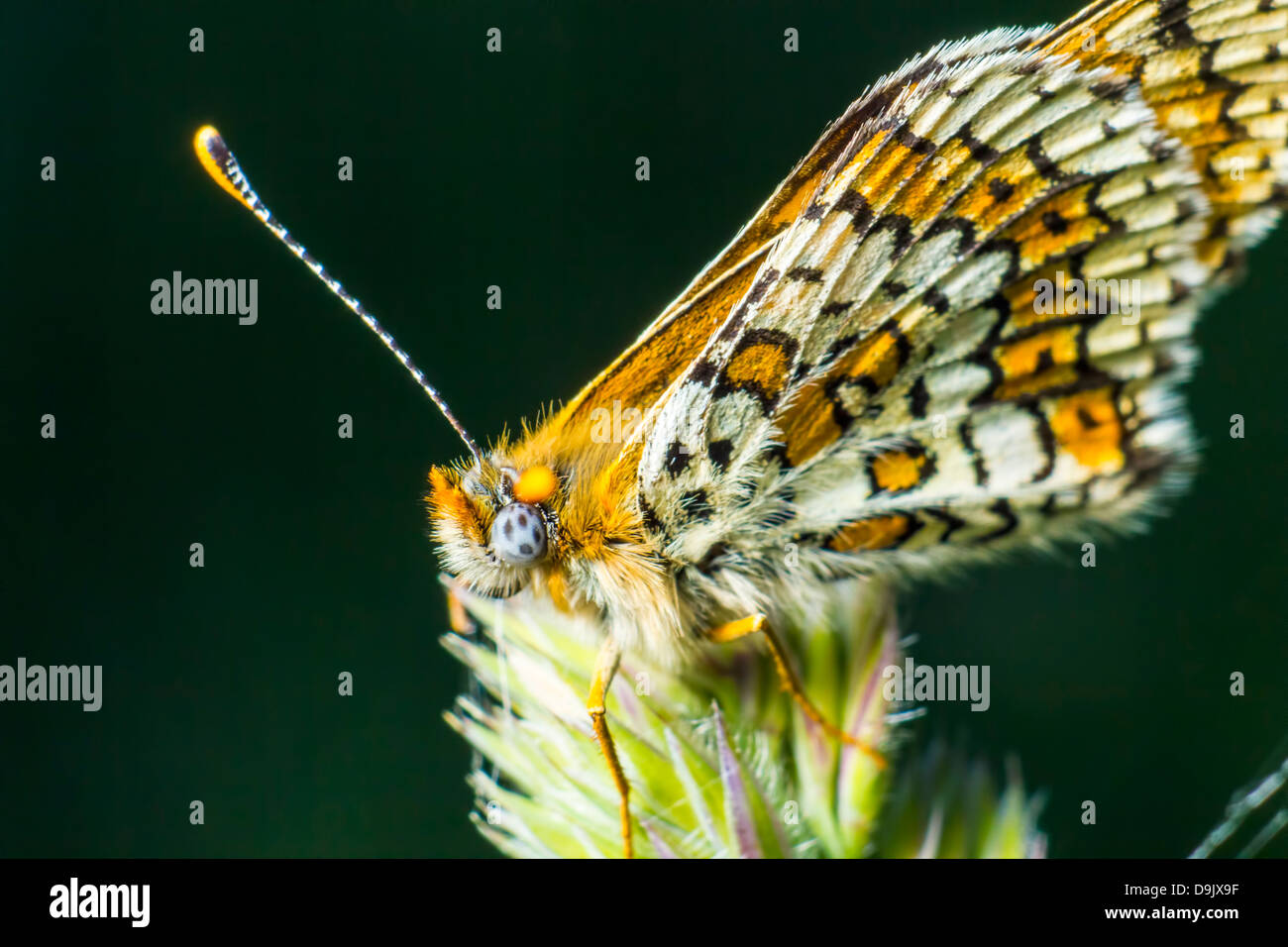 Portrait of a butterfly Stock Photo - Alamy