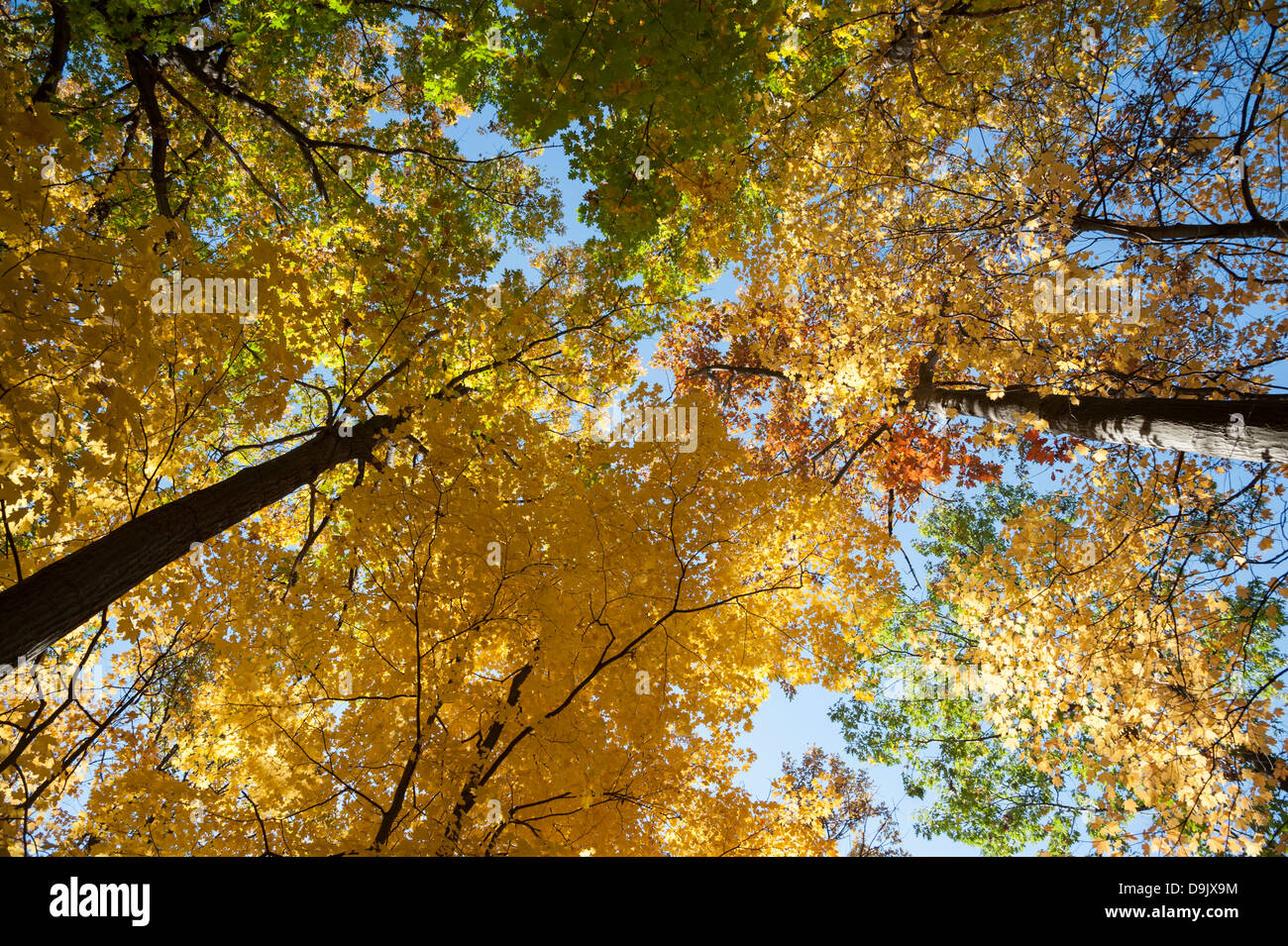 Fall Colours of Ontario, Canada Stock Photo - Alamy
