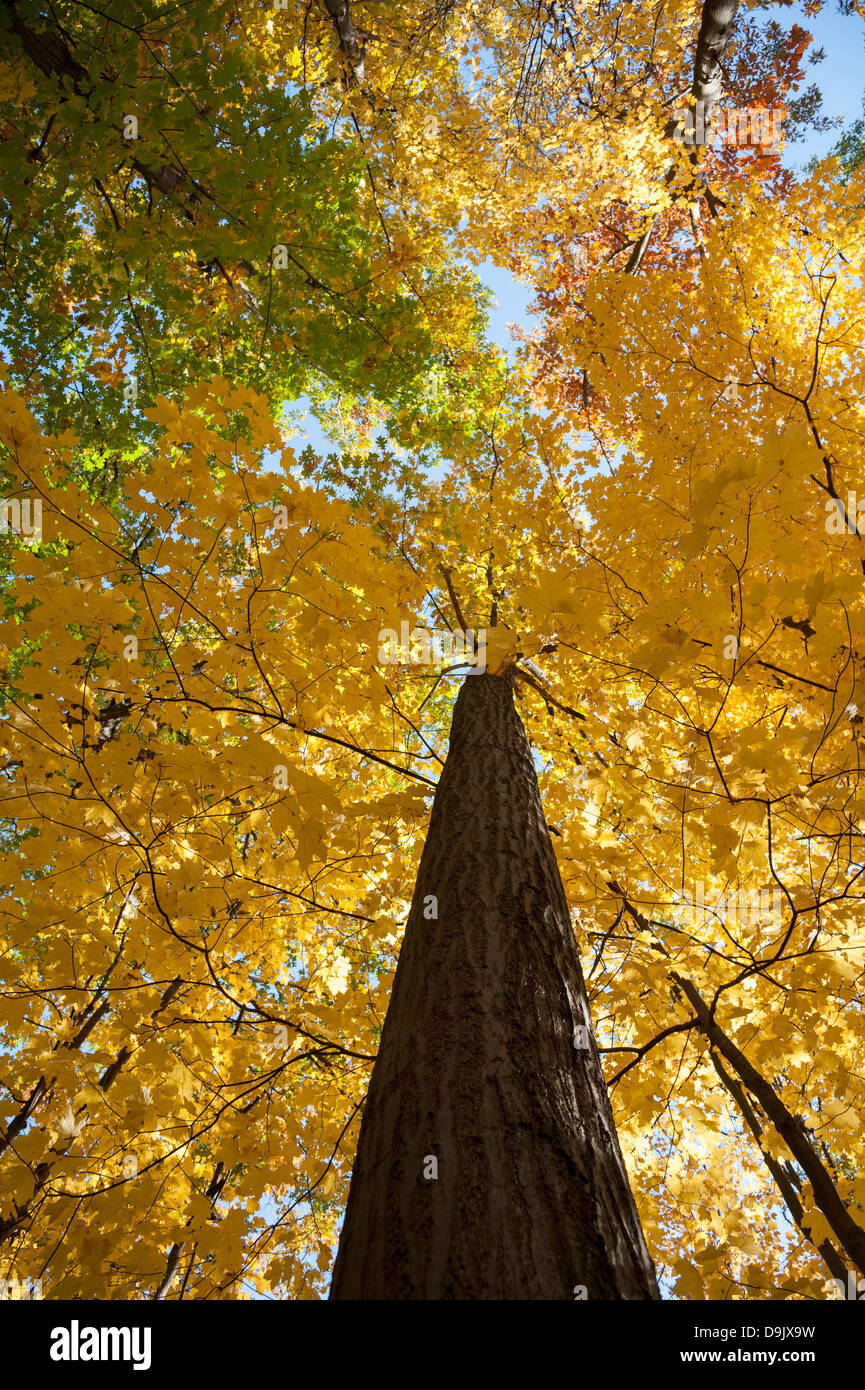 Fall Colours of Ontario, Canada Stock Photo - Alamy