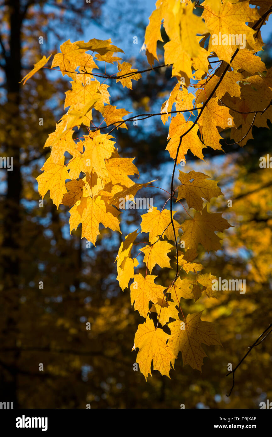 Fall Colours of Ontario, Canada Stock Photo - Alamy