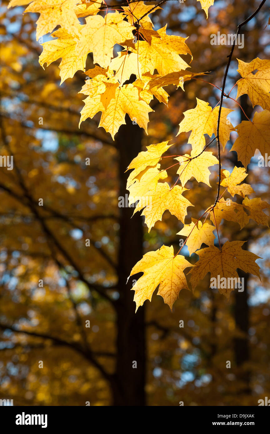 Fall Colours of Ontario, Canada Stock Photo - Alamy