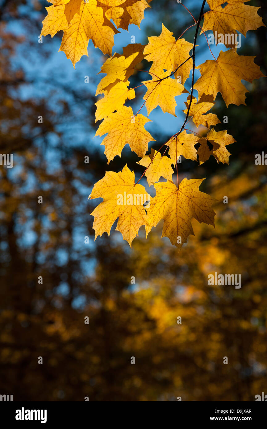 Fall Colours of Ontario, Canada Stock Photo - Alamy