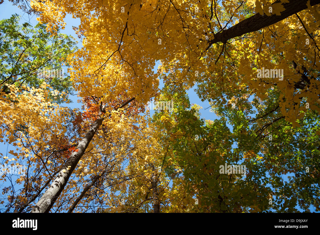 Fall Colours of Ontario, Canada Stock Photo - Alamy