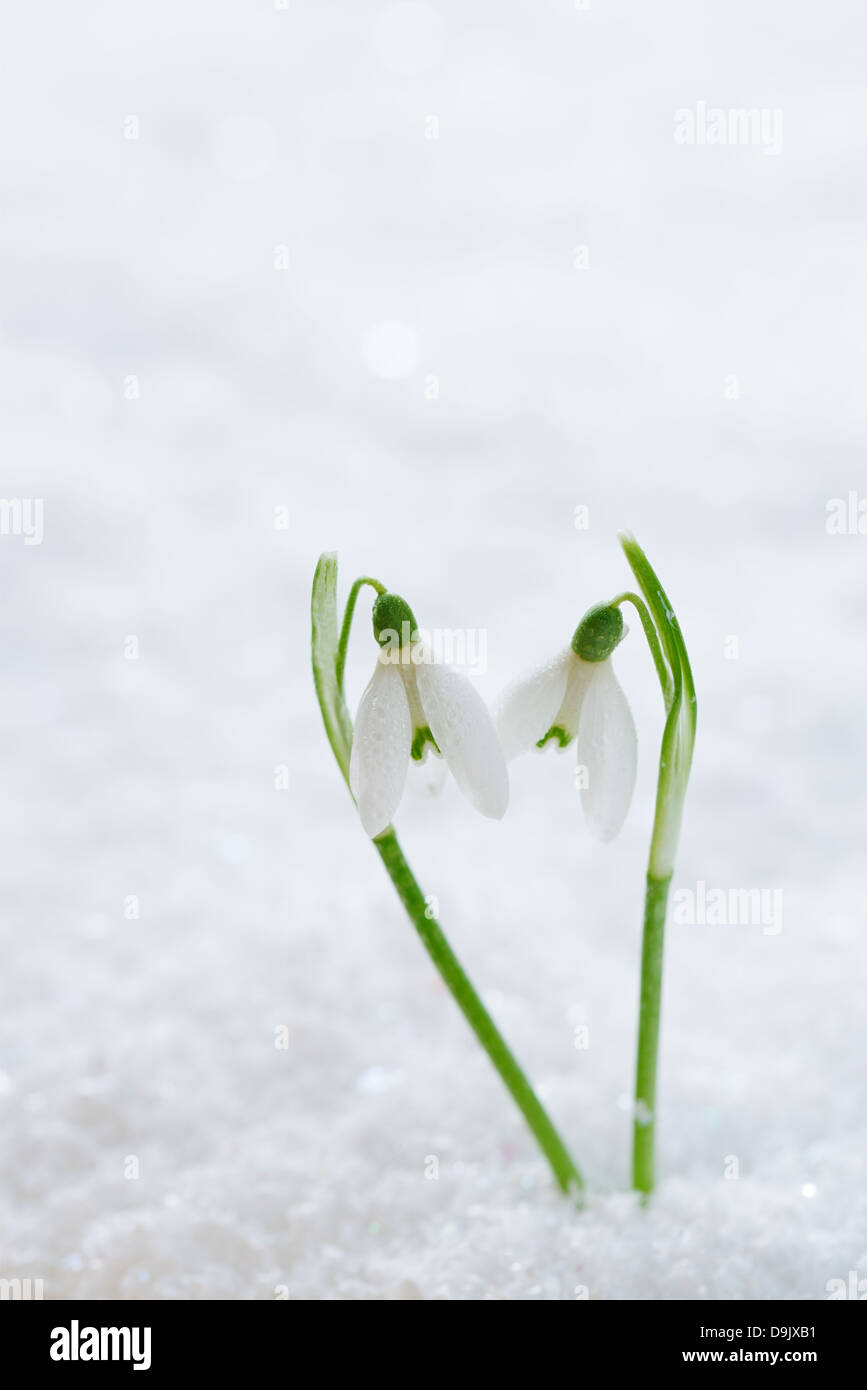 Two snowdrop flowers hi-res stock photography and images - Alamy