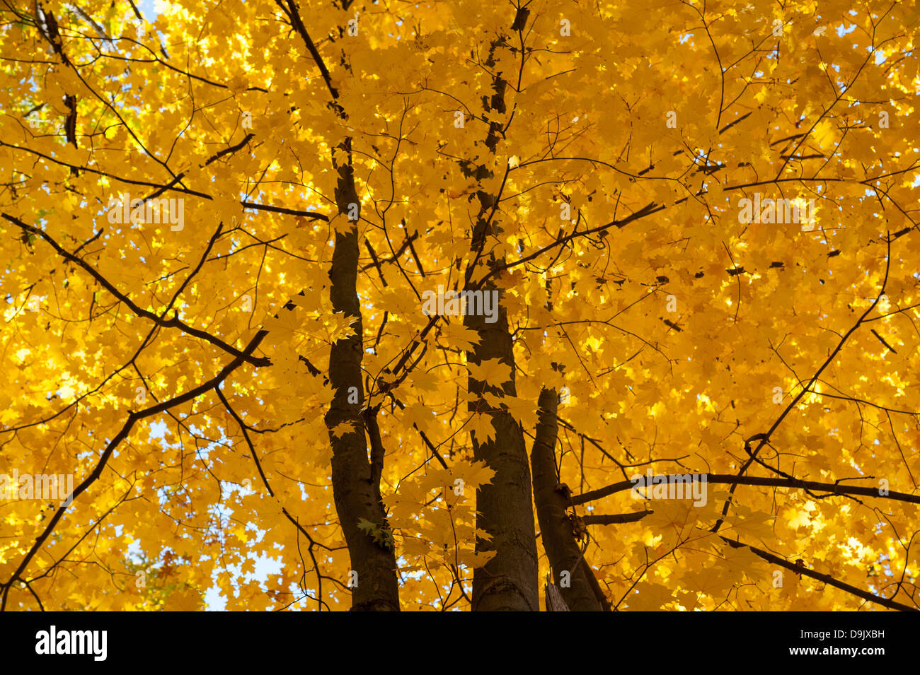 Fall Colours of Ontario, Canada Stock Photo - Alamy