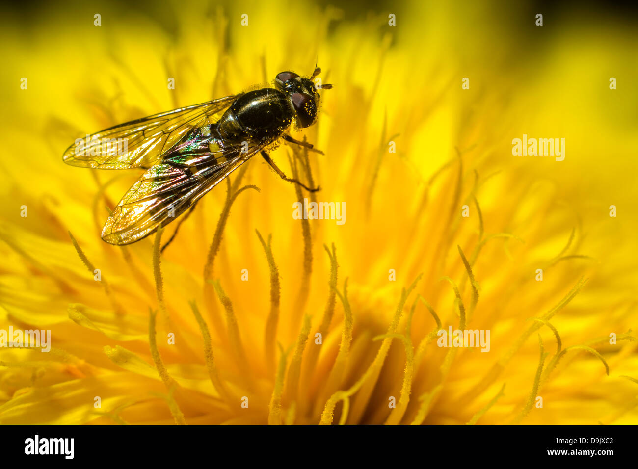 Portrait of a fly Stock Photo - Alamy