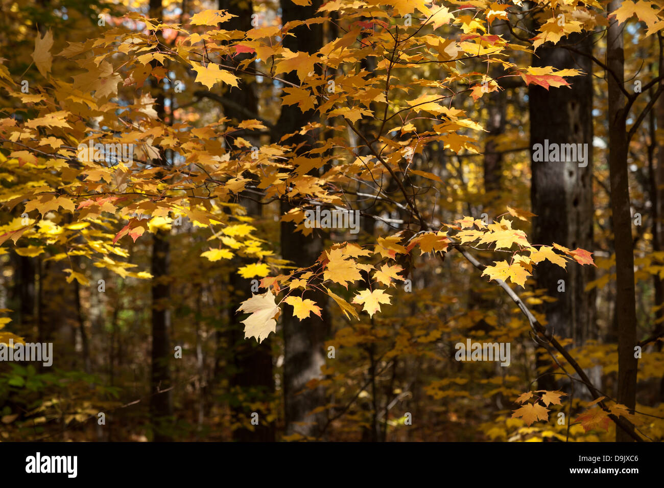 Fall Colours of Ontario, Canada Stock Photo - Alamy